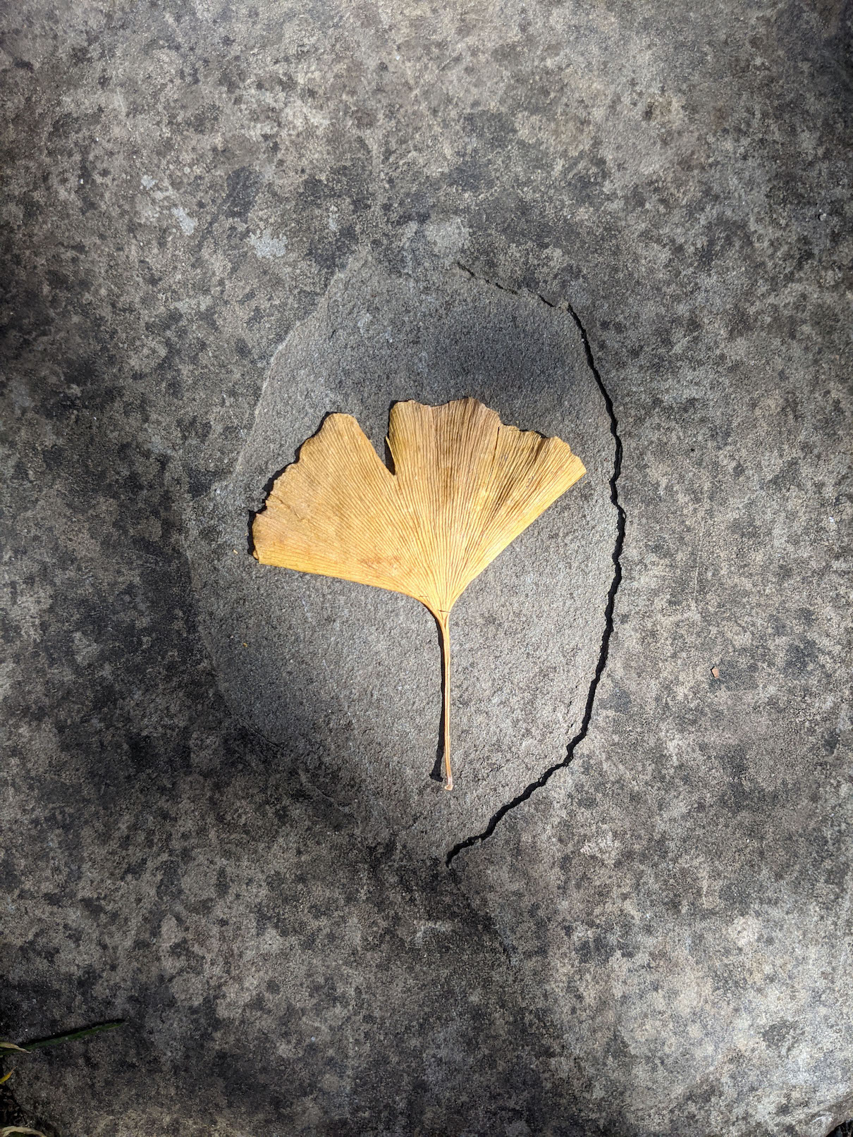 Turn to stone | Total Internal Reflection