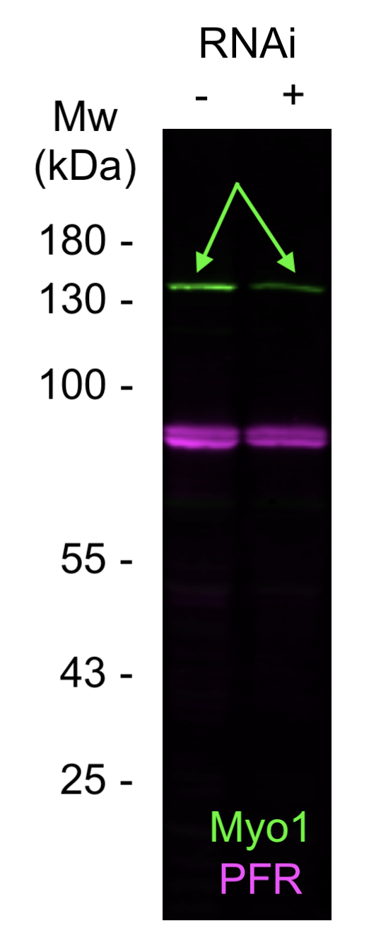Hitting the target (a short guide to validating antibody specificity ...