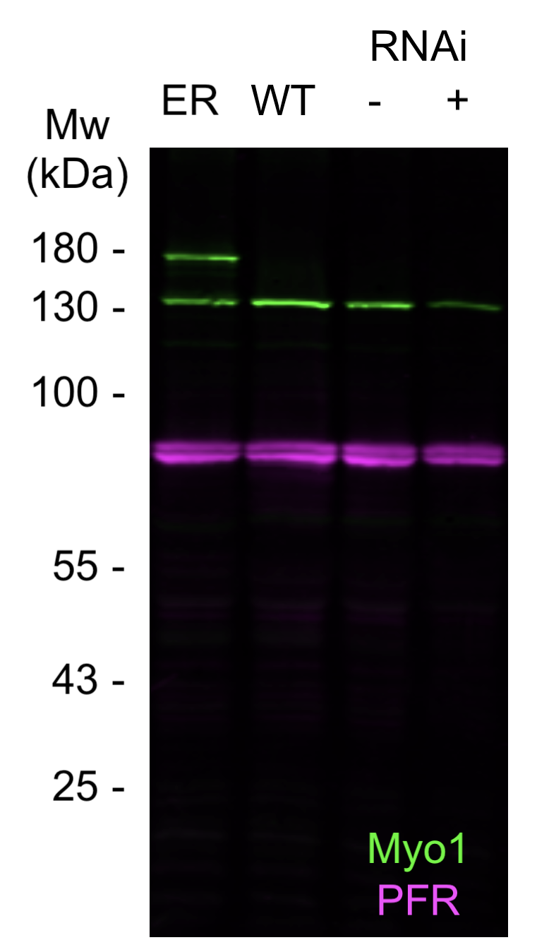 Hitting the target (a short guide to validating antibody specificity ...