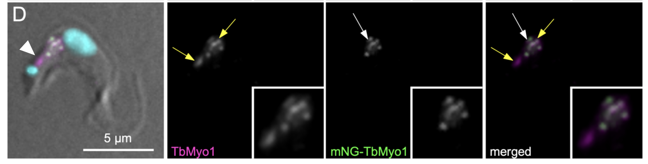 Hitting the target (a short guide to validating antibody specificity ...