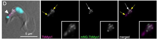 Hitting the target (a short guide to validating antibody specificity ...